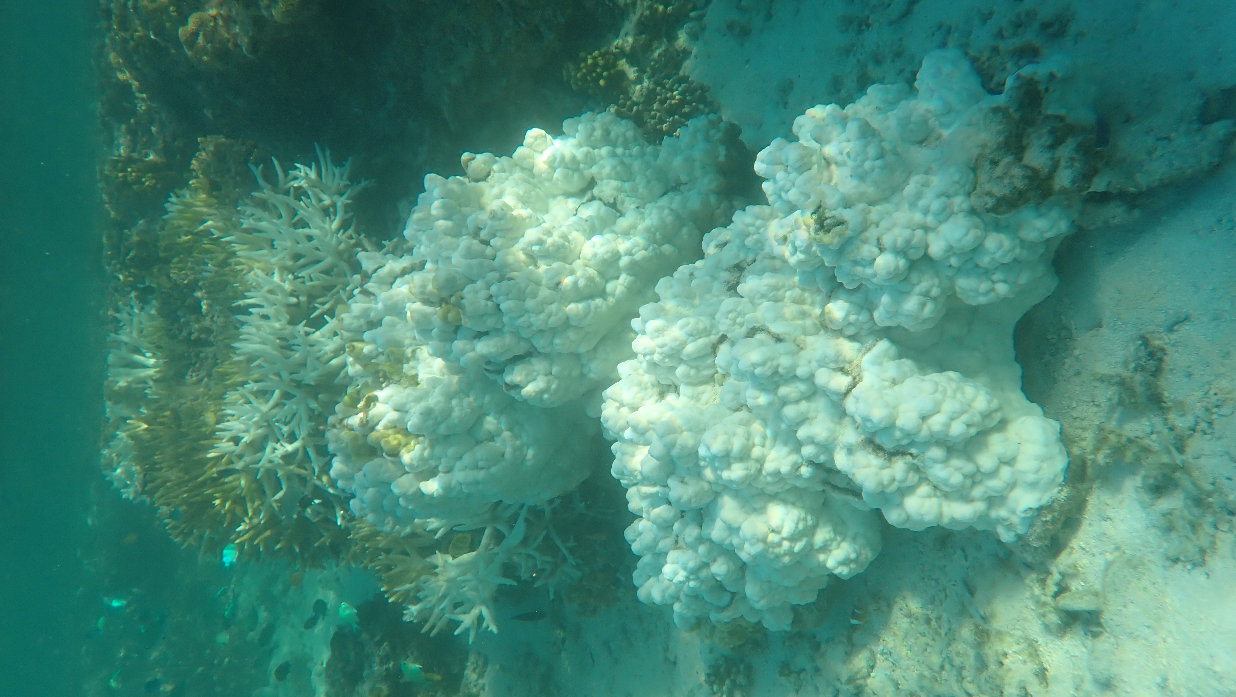 Cycle of coral bleaching on the Great Barrier Reef now at ‘catastrophic ...