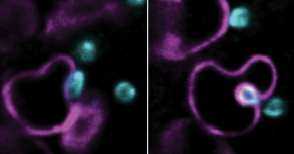 Microscopic CCTV reveals secrets of malaria invasion - Scimex