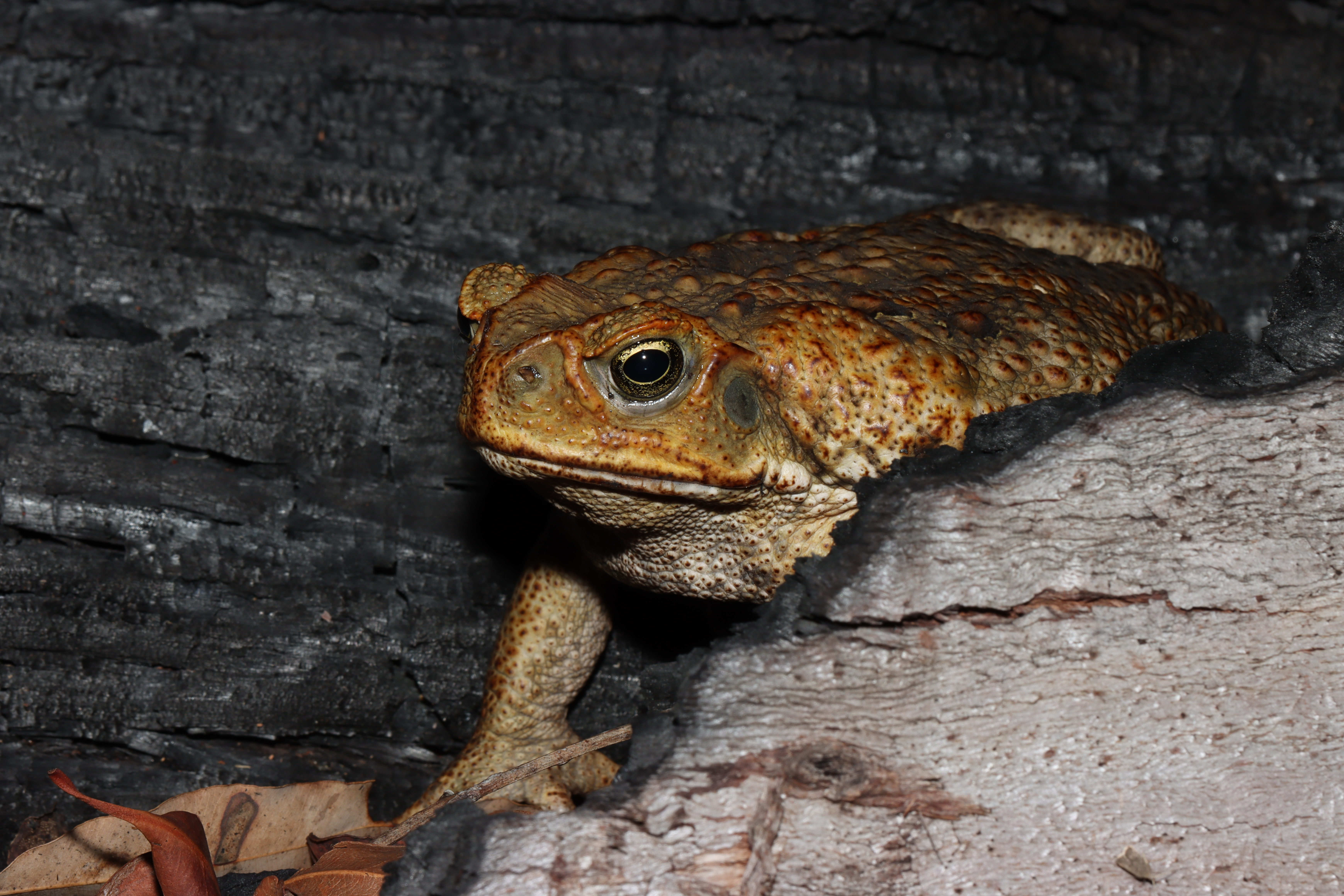 Post-fire landscapes may advantage invasive cane toads - Scimex