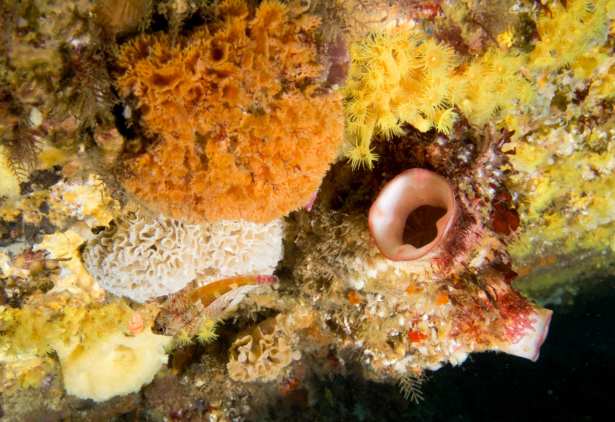 Mapping the origins of 250 million year old "moss animals" - Scimex