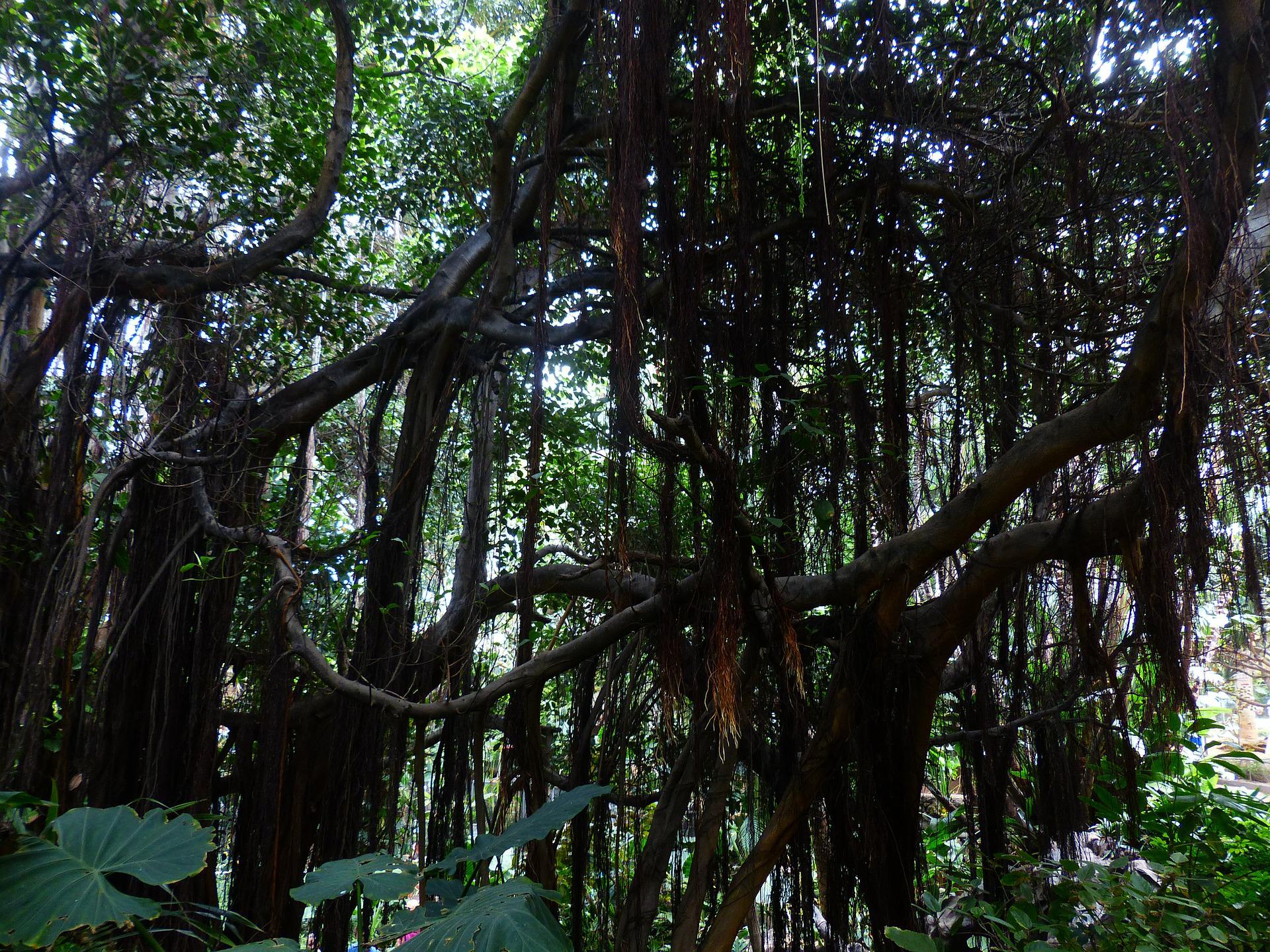 Climate change-linked woody vines' growth could impact the health of ...