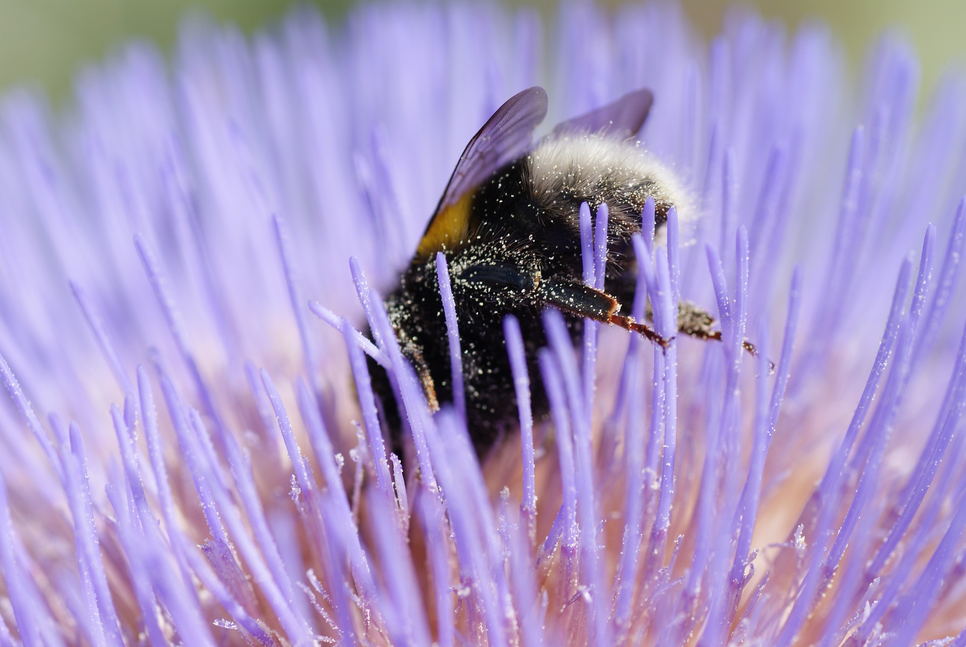 Plant buddies now at odds over declining pollinators - Scimex