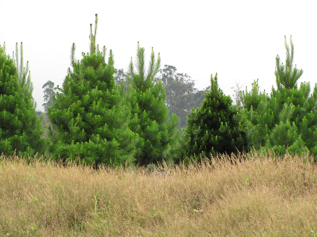 Space invaders: radiata pine spread more widely in NZ than previously ...