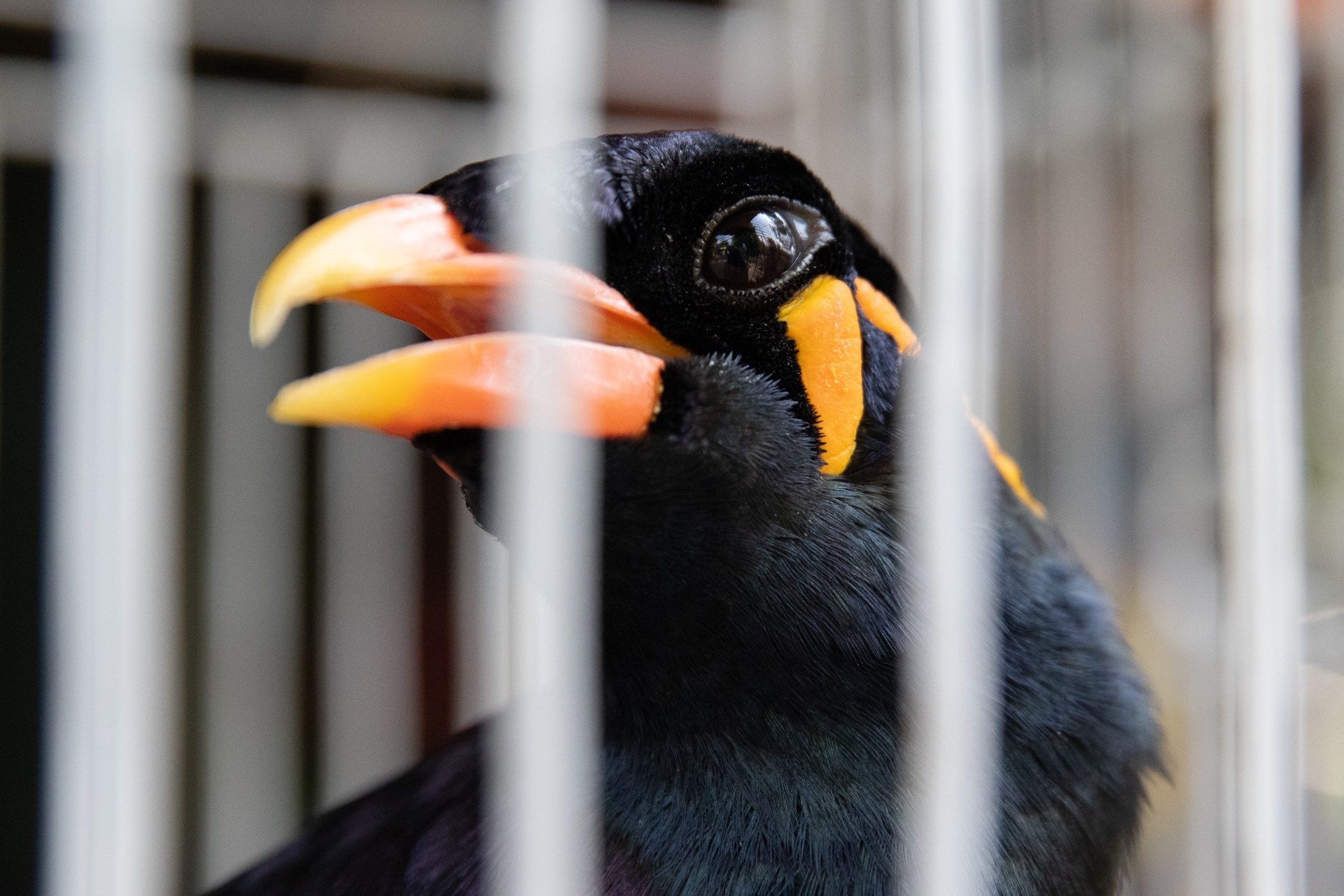 Exotic bird trade paints a drab future for our feathered friends - Scimex