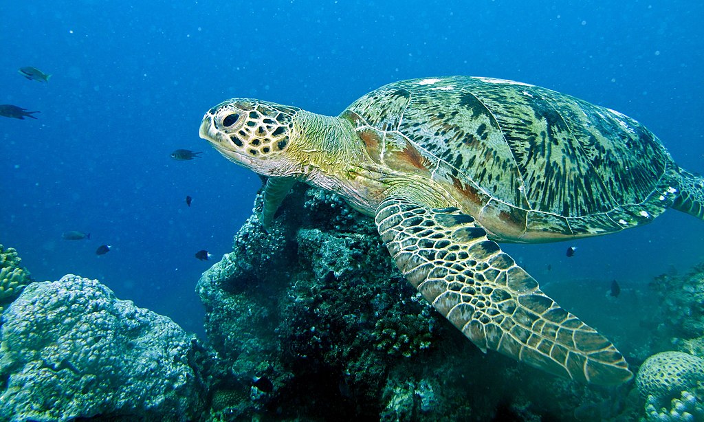 Female green turtles migrate more than twice as far as males after ...