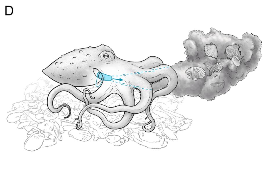 Annoyed octopuses fire jets of silt and shells at each other - Scimex