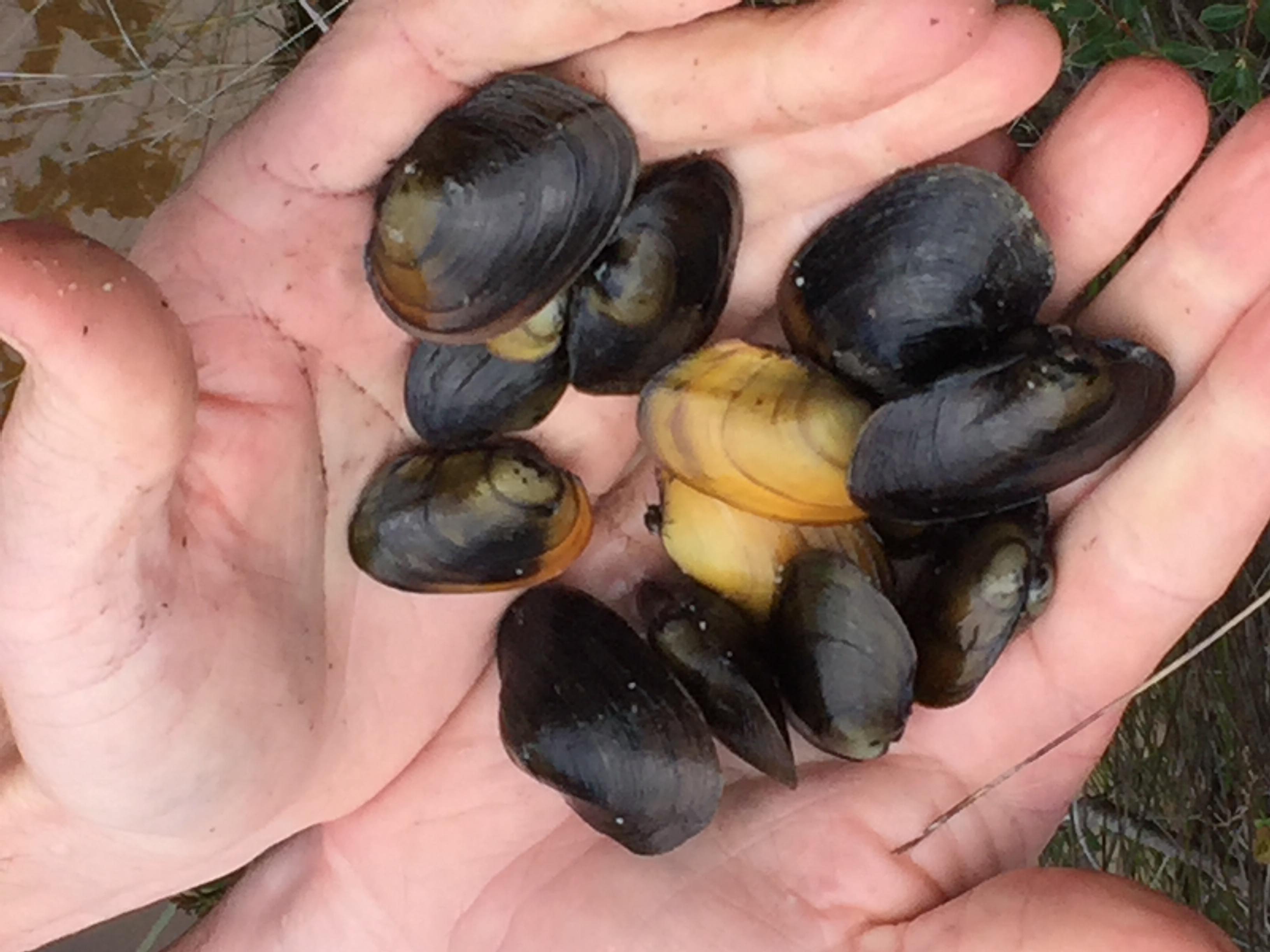 New freshwater mussels discovered in southwestern Australia - Scimex
