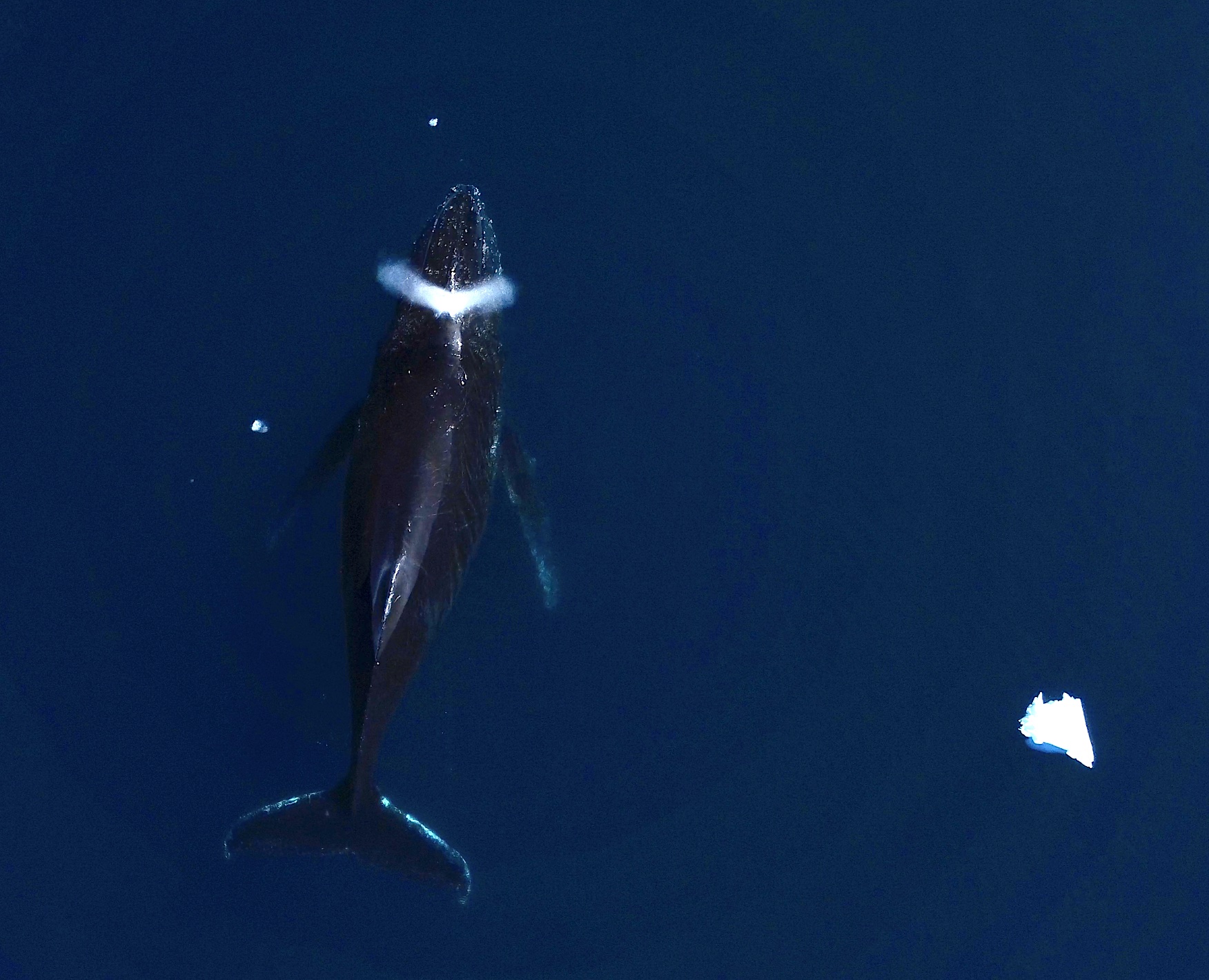 Whales not to be counted on as ‘climate savers’ - Scimex
