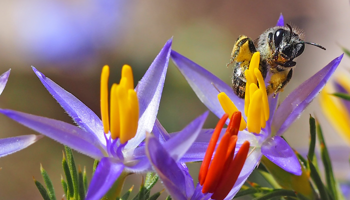 Australasia’s hidden pollination crisis could threaten biodiversity and ...