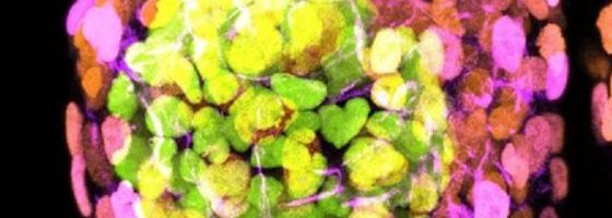 The AusSMC's Top 10 Science Stories 2023 - Scimex