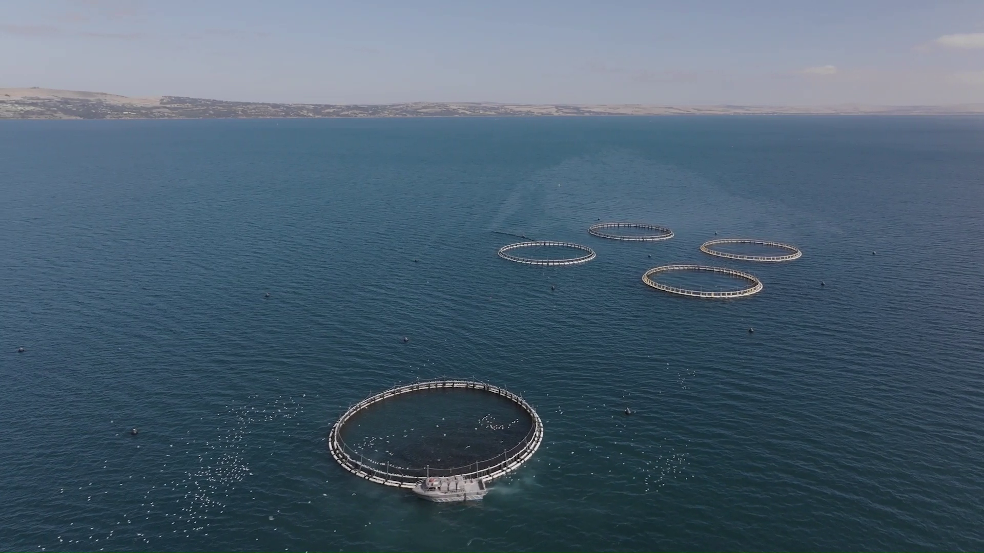 World-first system to monitor the ‘seafood basket’ of Australia - Scimex