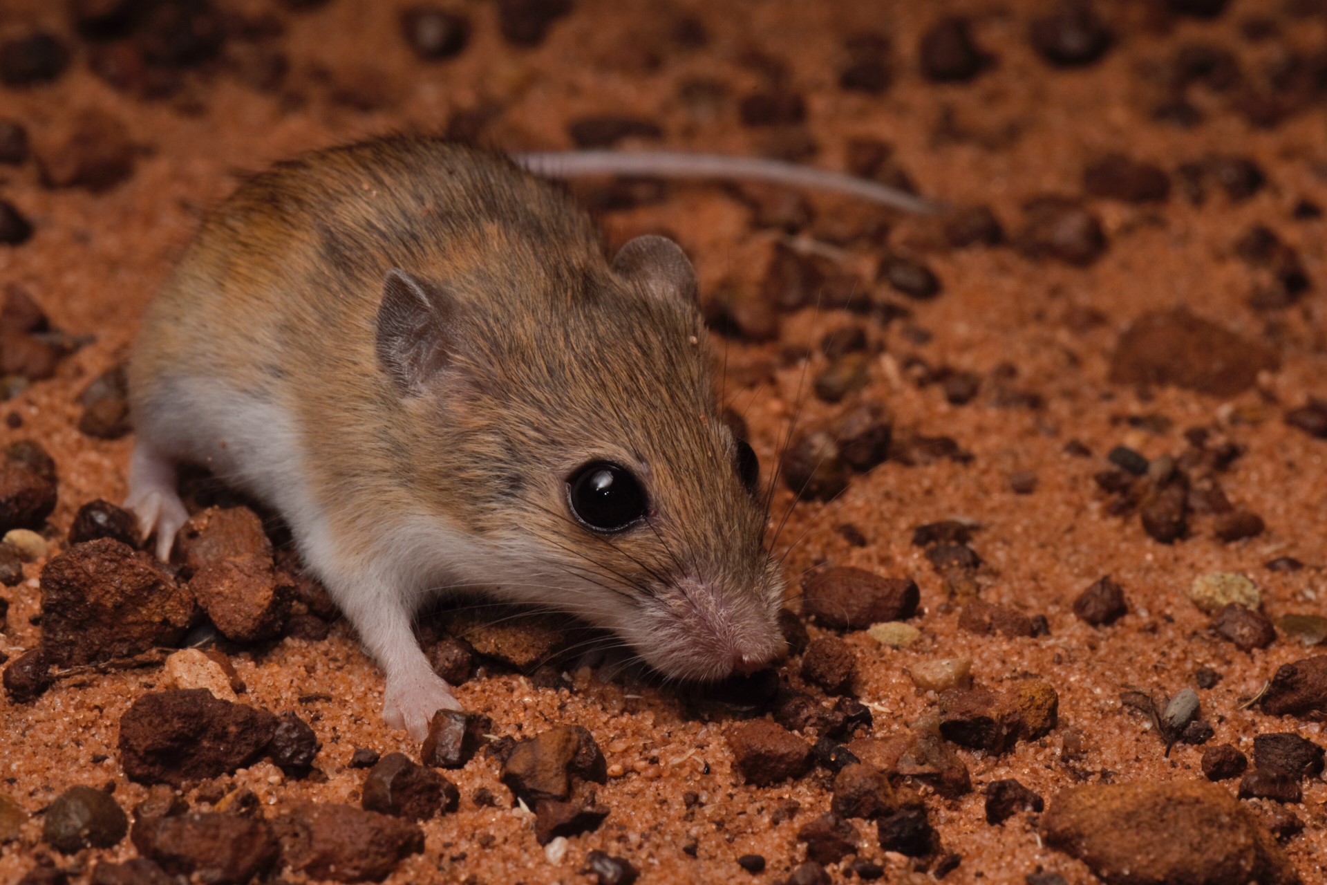 Mice surprise: researchers discover new native species - Scimex