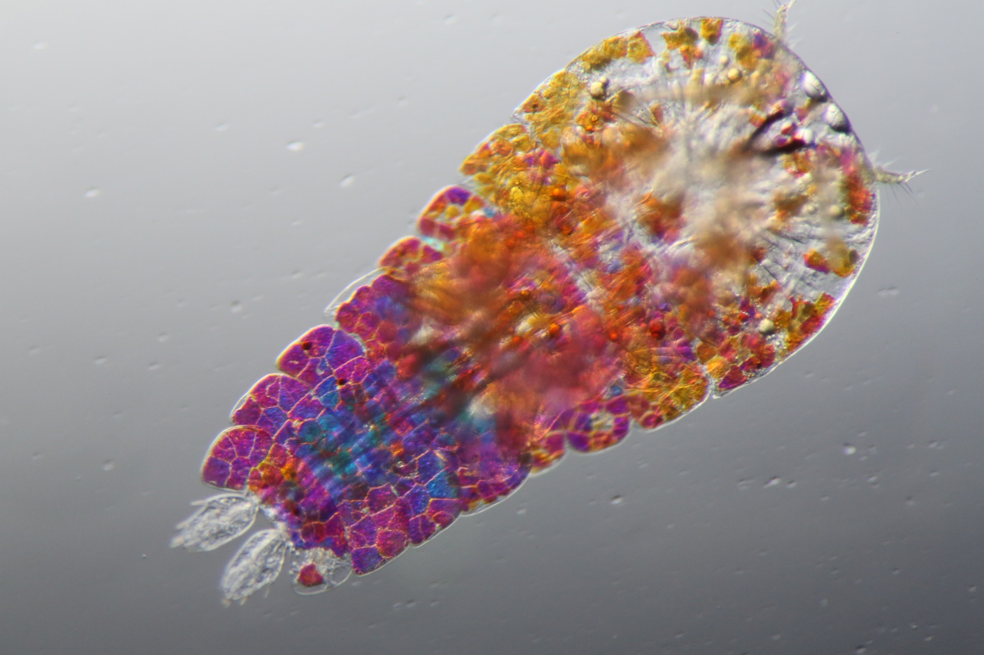 Small but mighty: Marine zooplankton bring global meeting to Hobart ...
