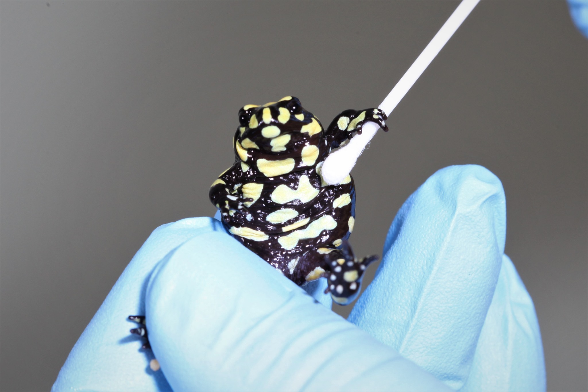 Mapping the genome of Australia’s most iconic and endangered frog - Scimex