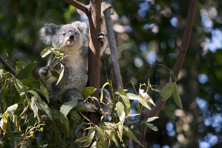 Bite-size insights to the past: Koala and rat teeth reveal key Adelaide ...