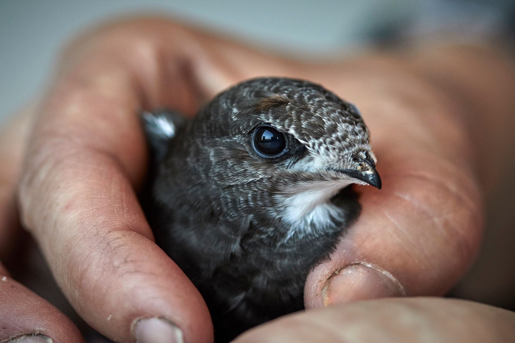 They will fly 500 miles: Swifts migrate faster than we thought - Scimex