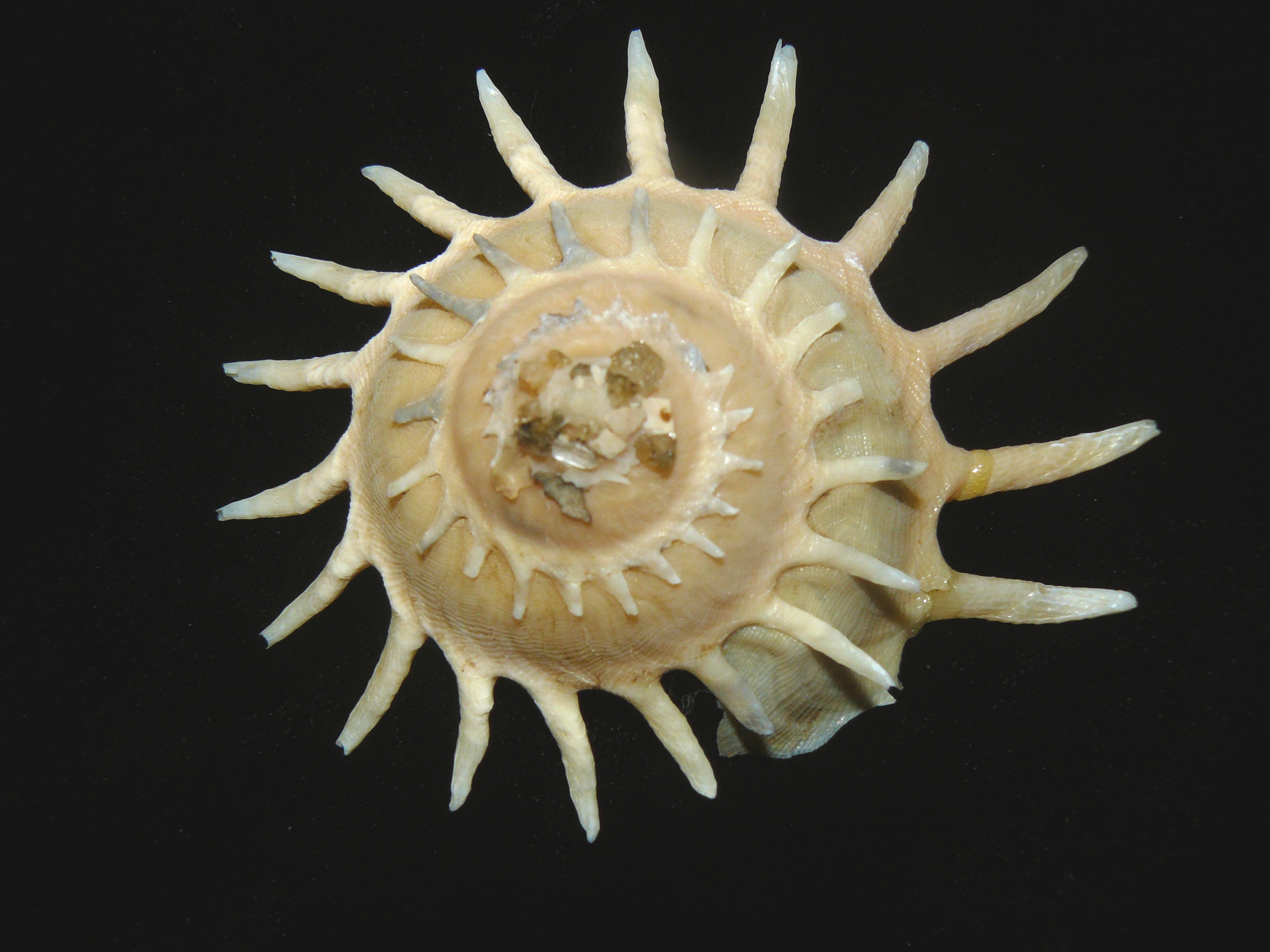 Shell-shocking rare new species discovered - Scimex