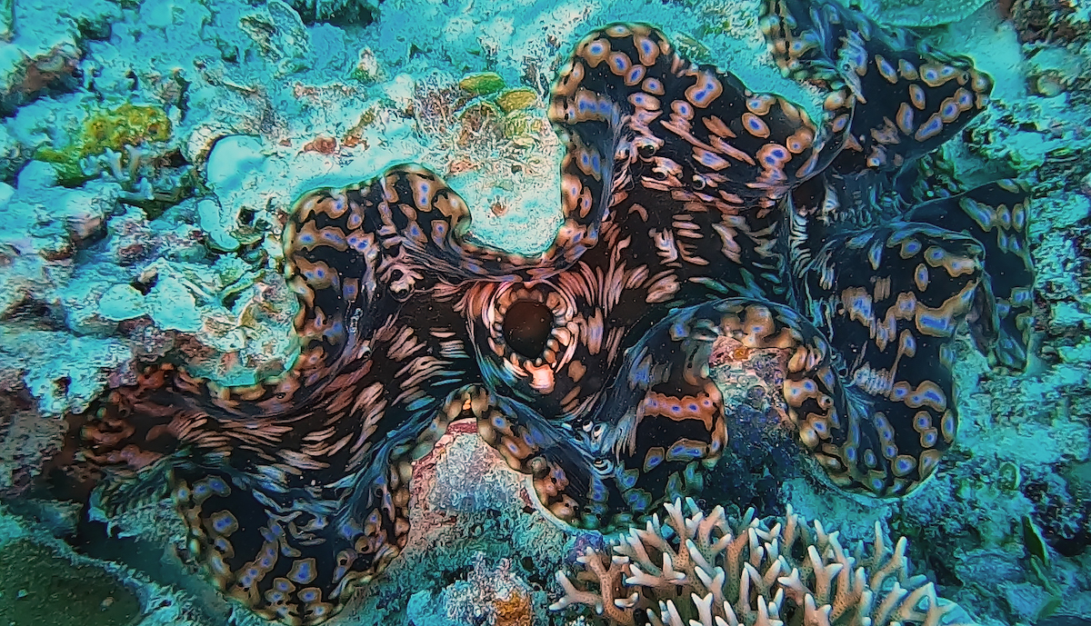 Unique ocean chemicals slip through the net - Scimex