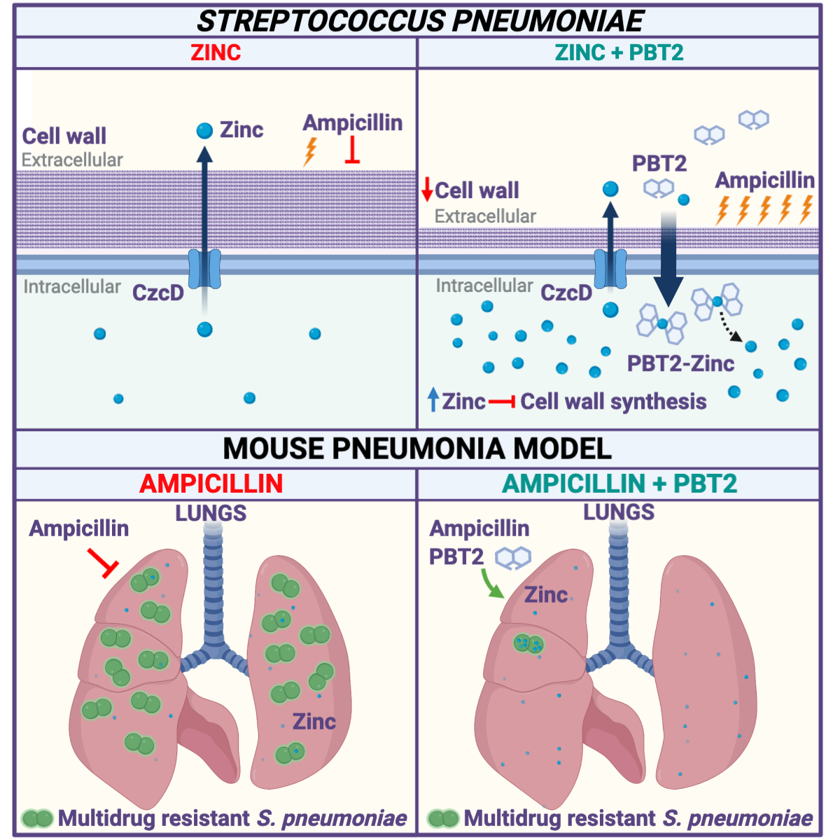 New approach to breaking bacterial antibiotic resistance and rescue ...