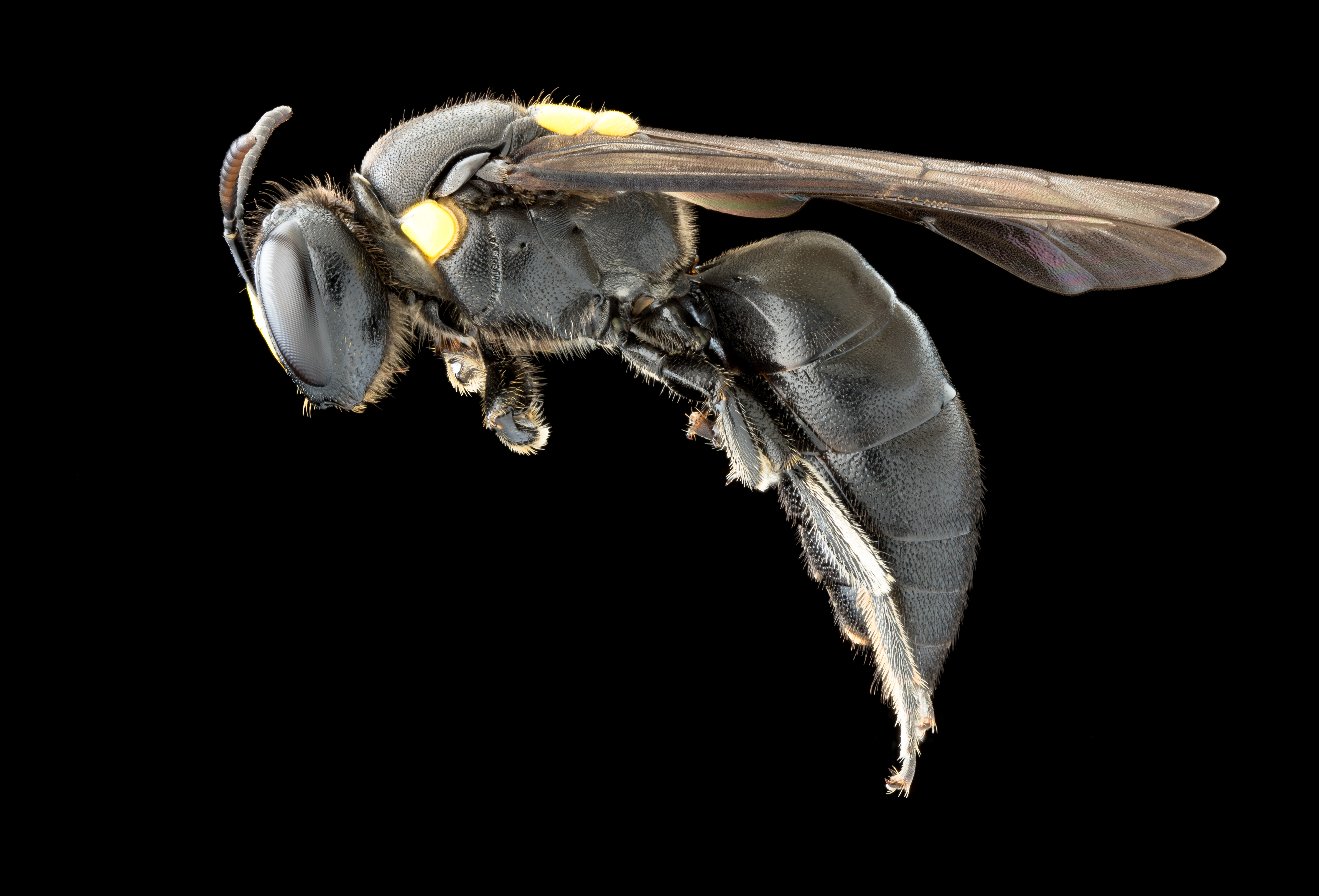 Native bee unlocks key to social evolution - Scimex