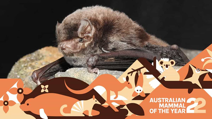 Southern bent-wing bat takes the glory as 2022 Mammal of the Year - Scimex