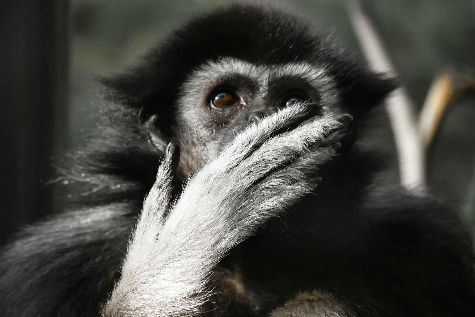 Male primates love spanking the monkey, and it may not just be for fun ...