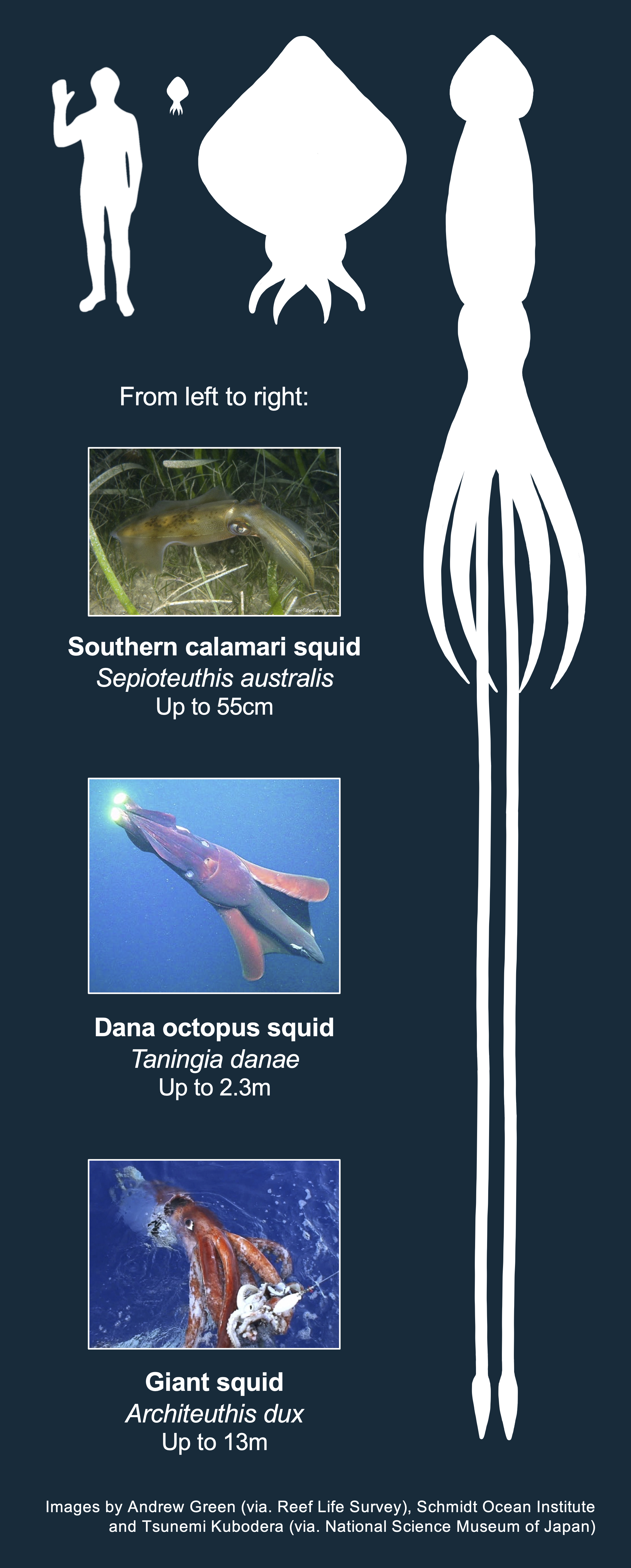 Deep-sea octopus squid give up their secrets to a healthy, varied diet ...