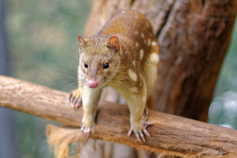 The demise of the Devil may be influencing the evolution of a Tasmanian ...