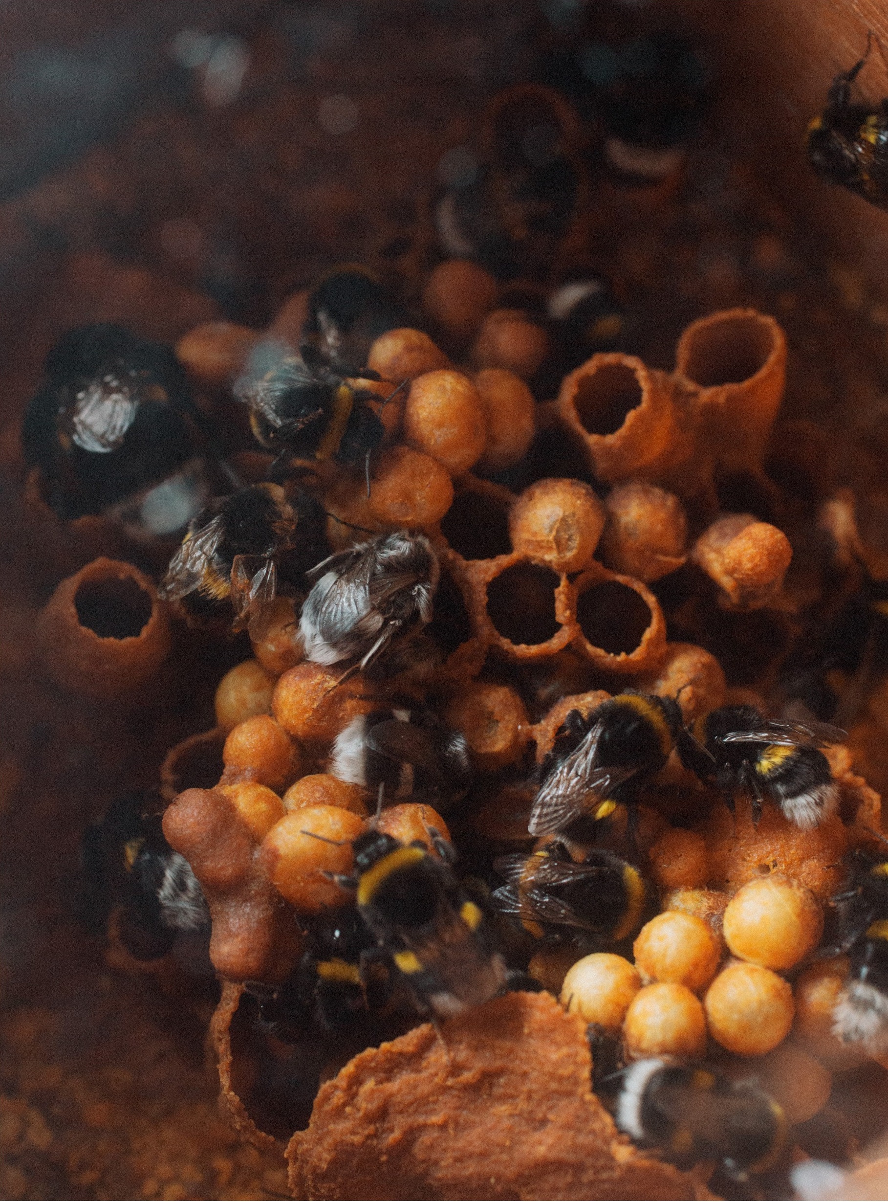 Hive mind! Bees can teach their friends to solve complex puzzles - Scimex