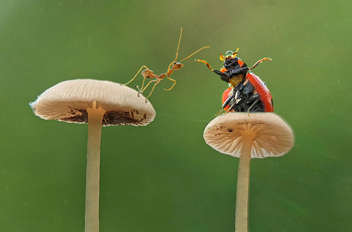 Mapping the world's fungi from air samples - Scimex