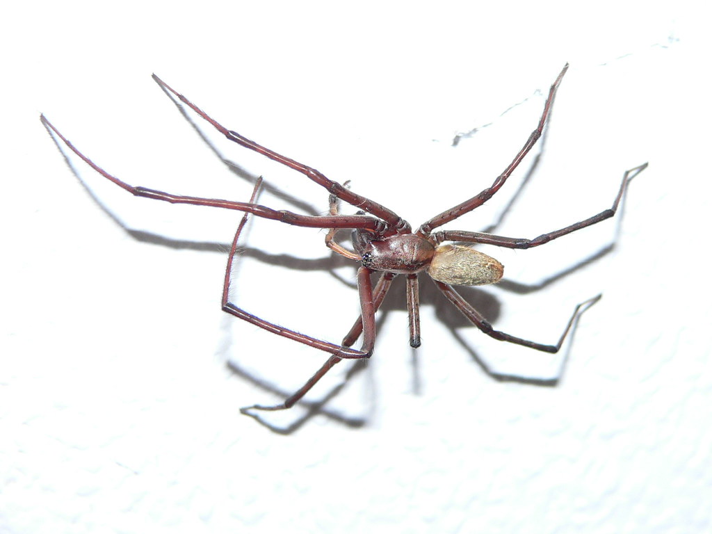 Size matters for NZ's sheet-web spider: larger males win female ...