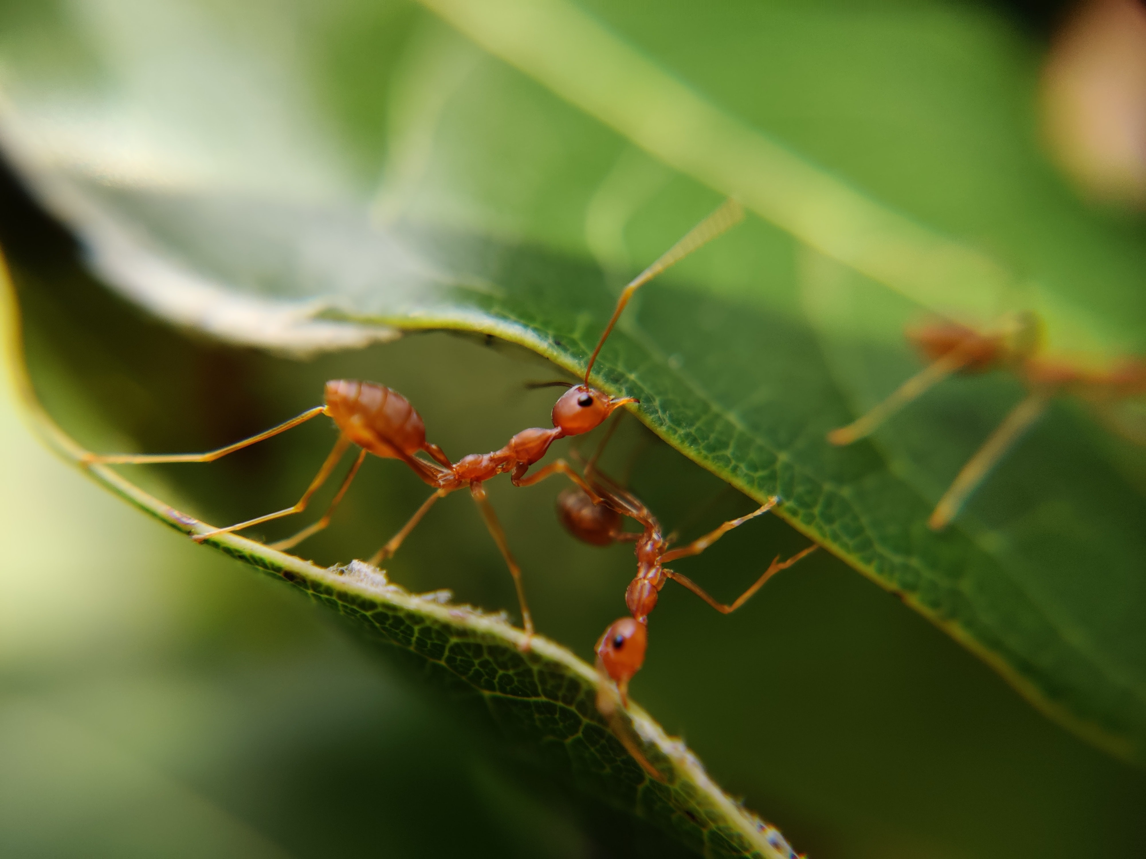 Human brains got smaller 3,000 years ago. Can ants tell us why? - Scimex