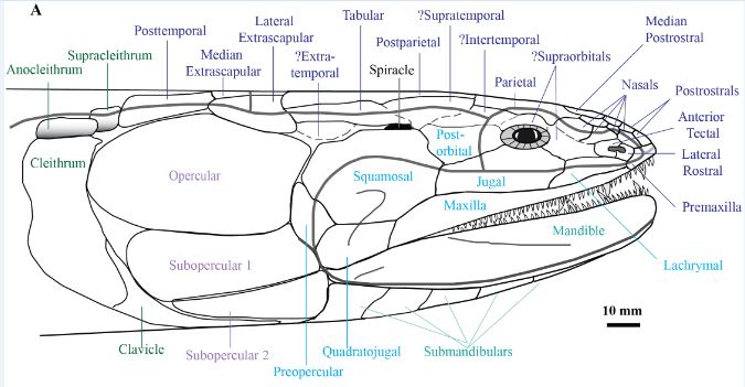 Ancient fish had a 'smart brain' - Scimex