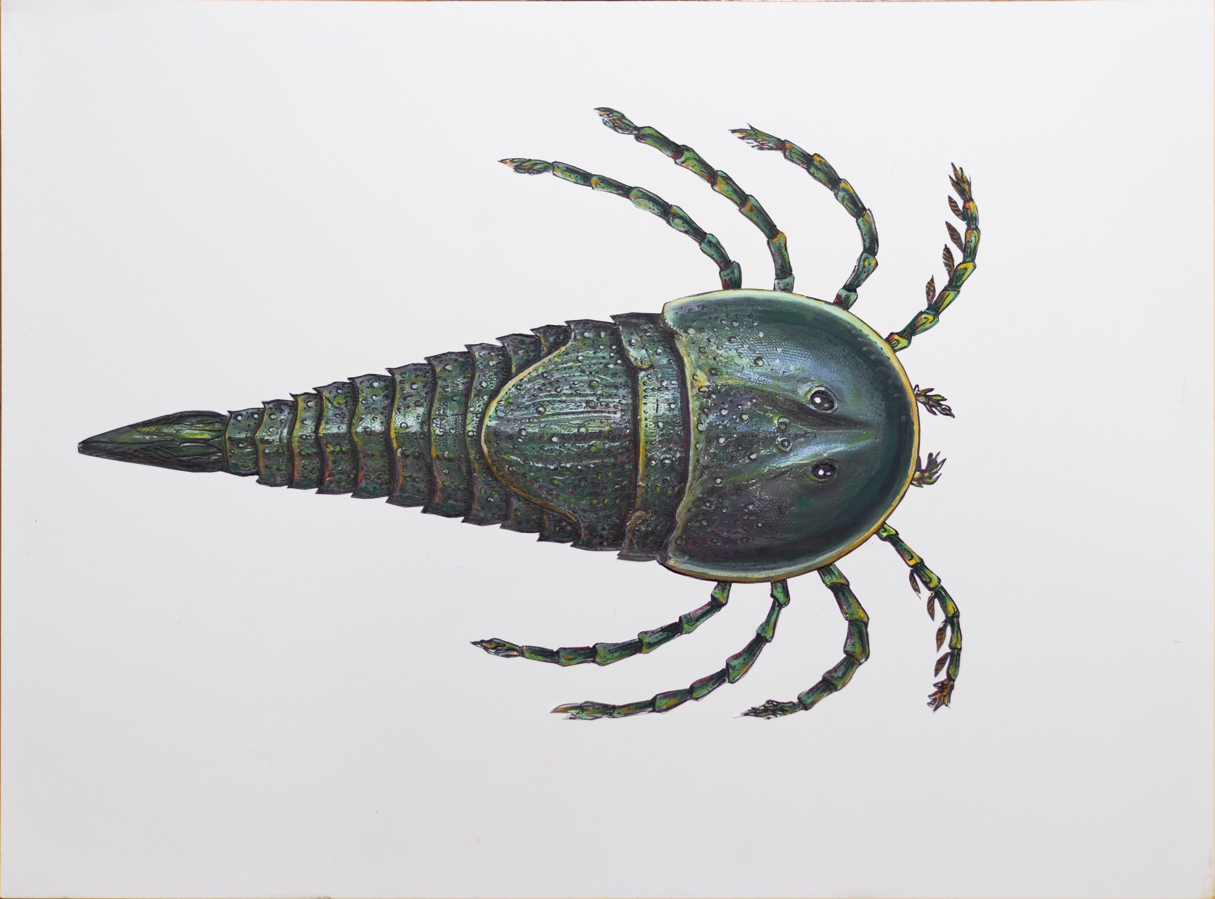 Museum cold case uncovers new species of sea scorpion - Scimex
