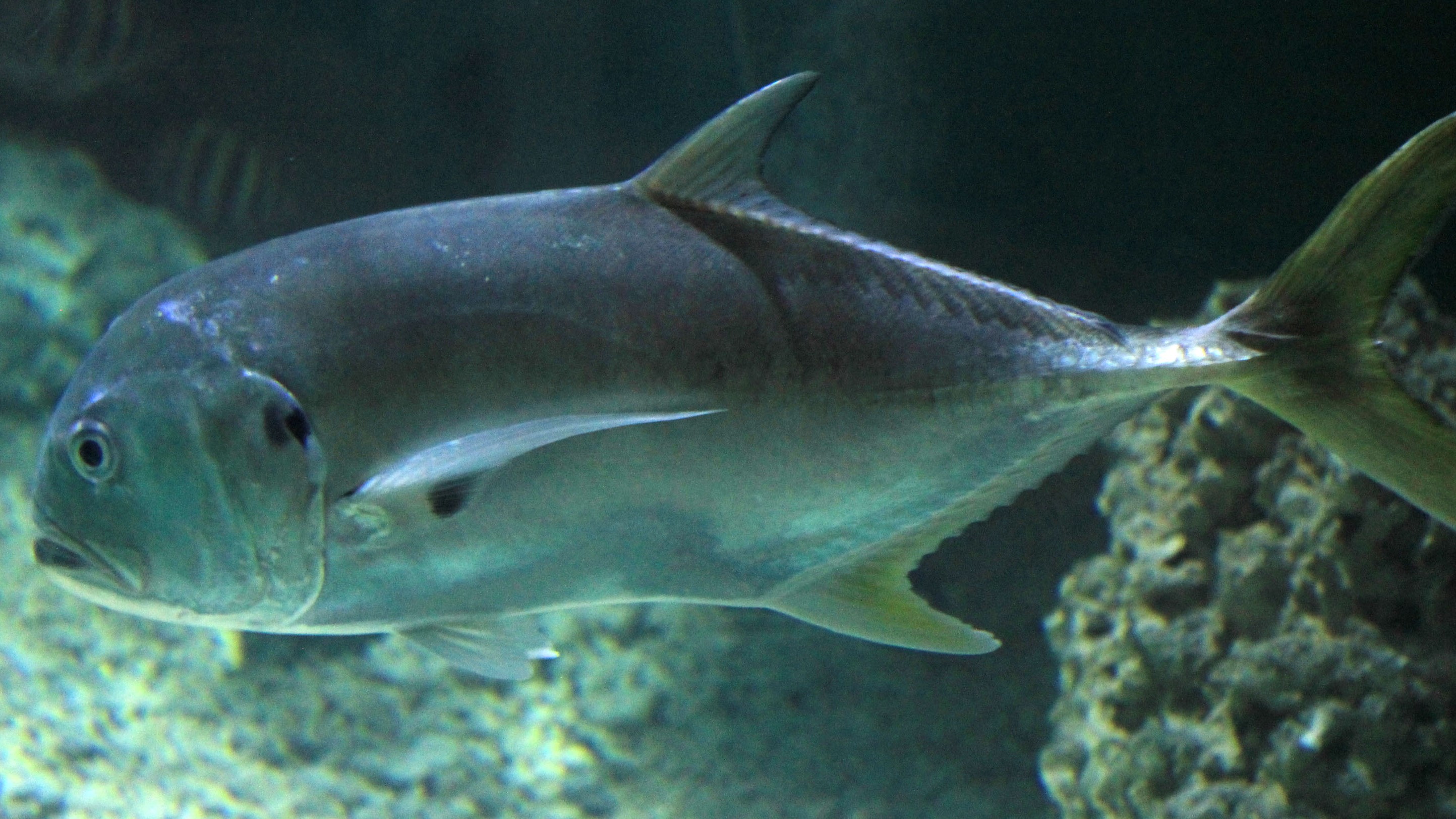 'Ugly' reef fish are most in need of conservation support - Scimex