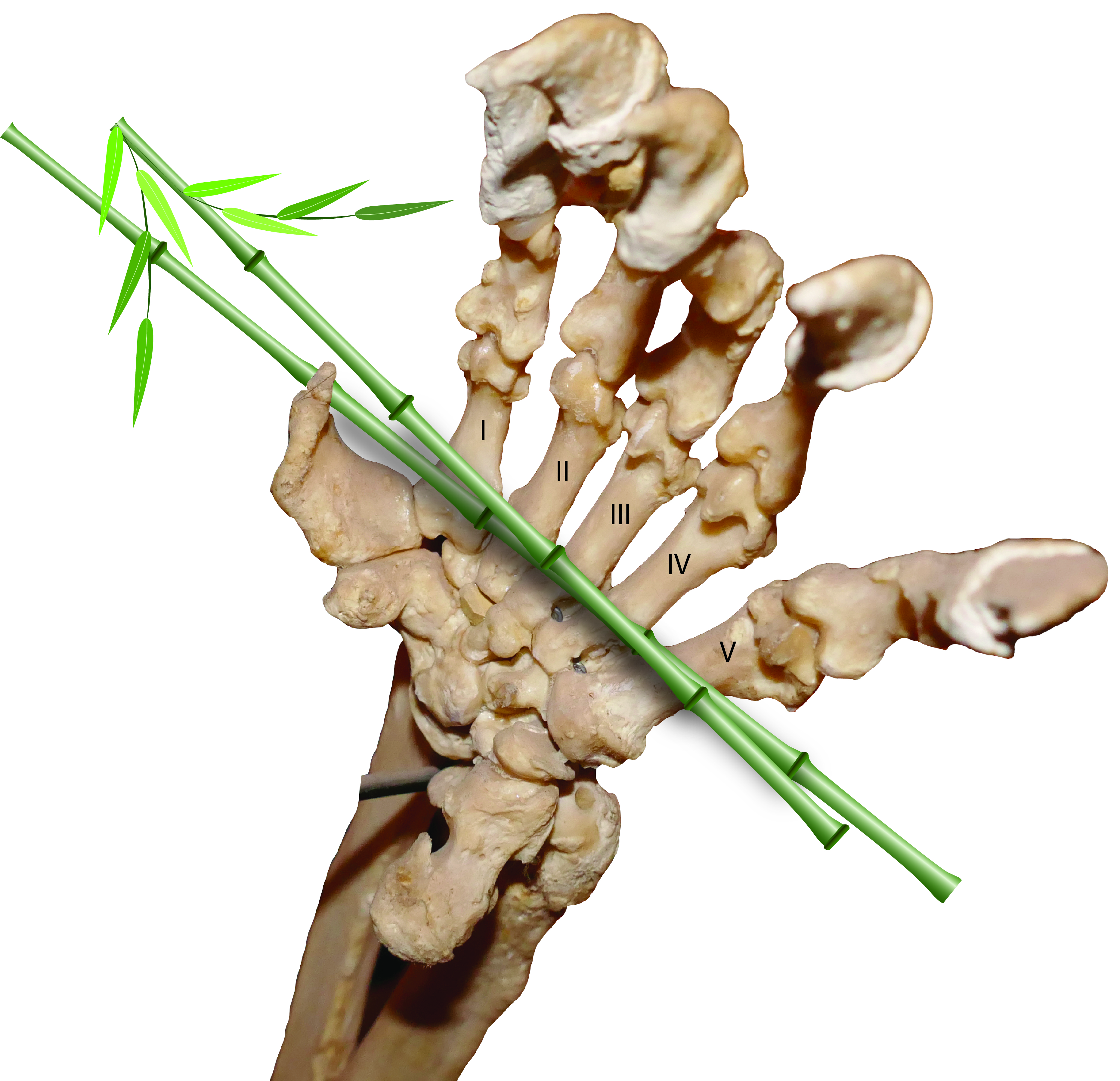 Thumbs-up for bamboo: Pandas have been eating it for 6 million years ...