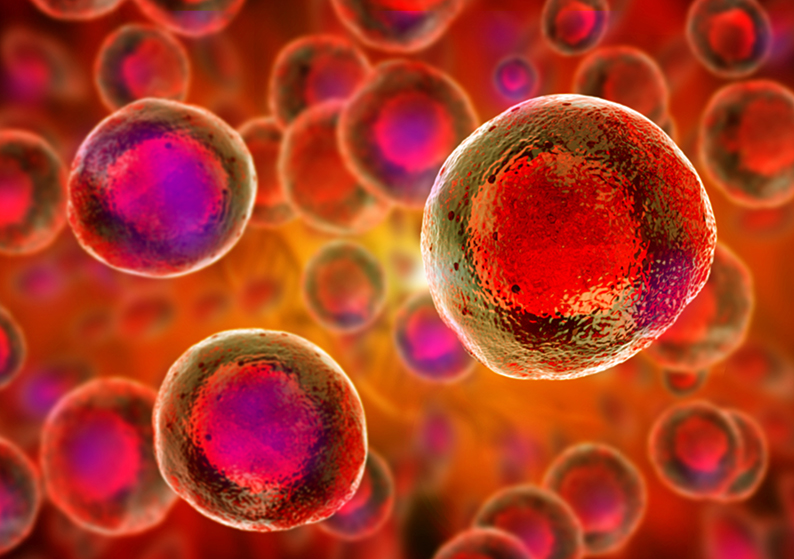 Mystery cells that create blood stem cells in mammals identified - Scimex