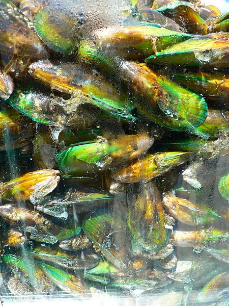 Mātauranga Māori key to successful mussel restoration project - Scimex