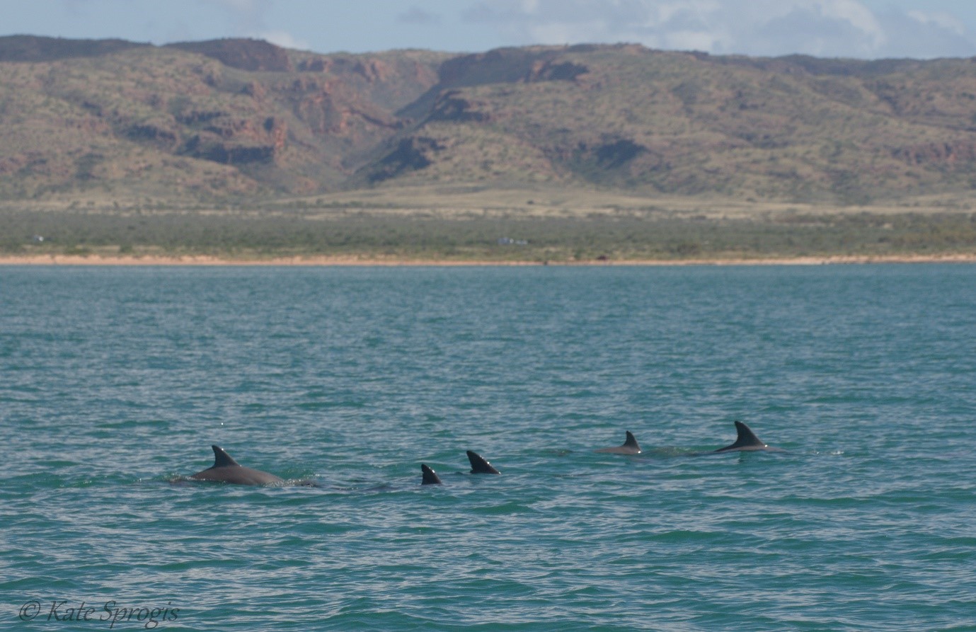 Call to protect Exmouth Gulf marine ‘haven’ near world-famous Ningaloo ...