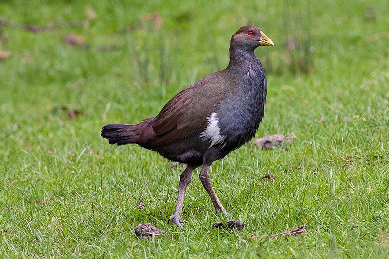 Climate change and human interference? The Tasmanian native-hen isn't ...