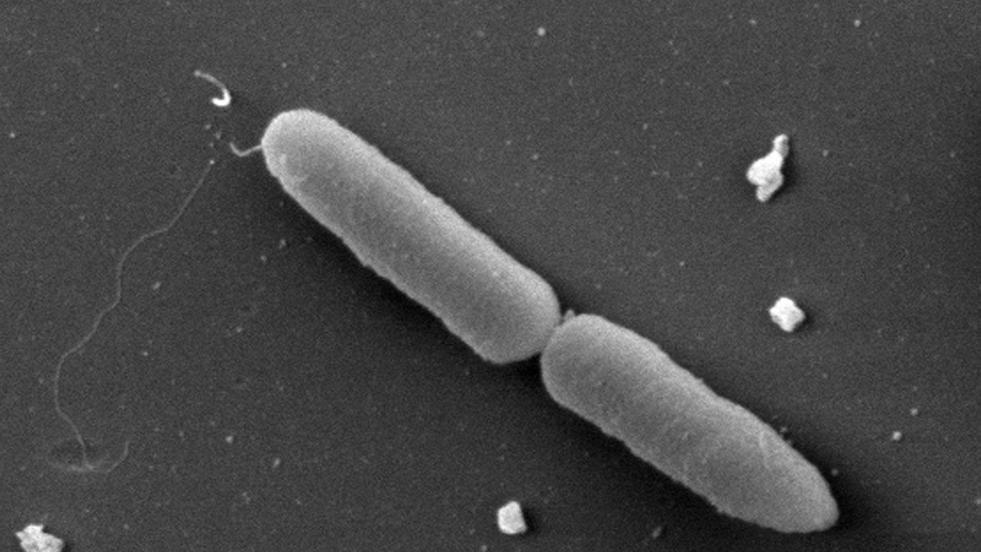 Identifying a common cause of gastro in young children and adults over ...