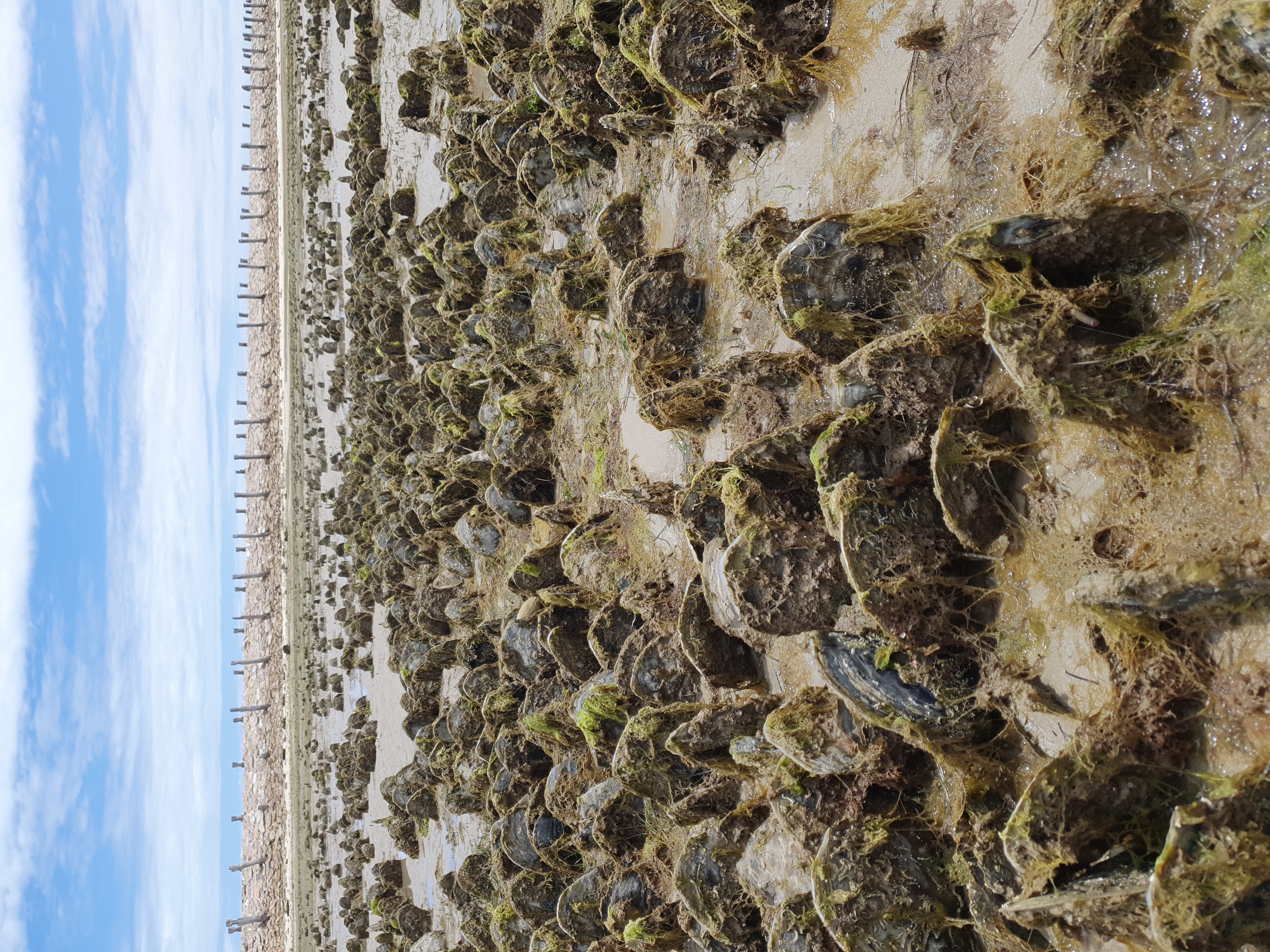 Shellfish reefs support marine biodiversity in Port Adelaide shipping ...