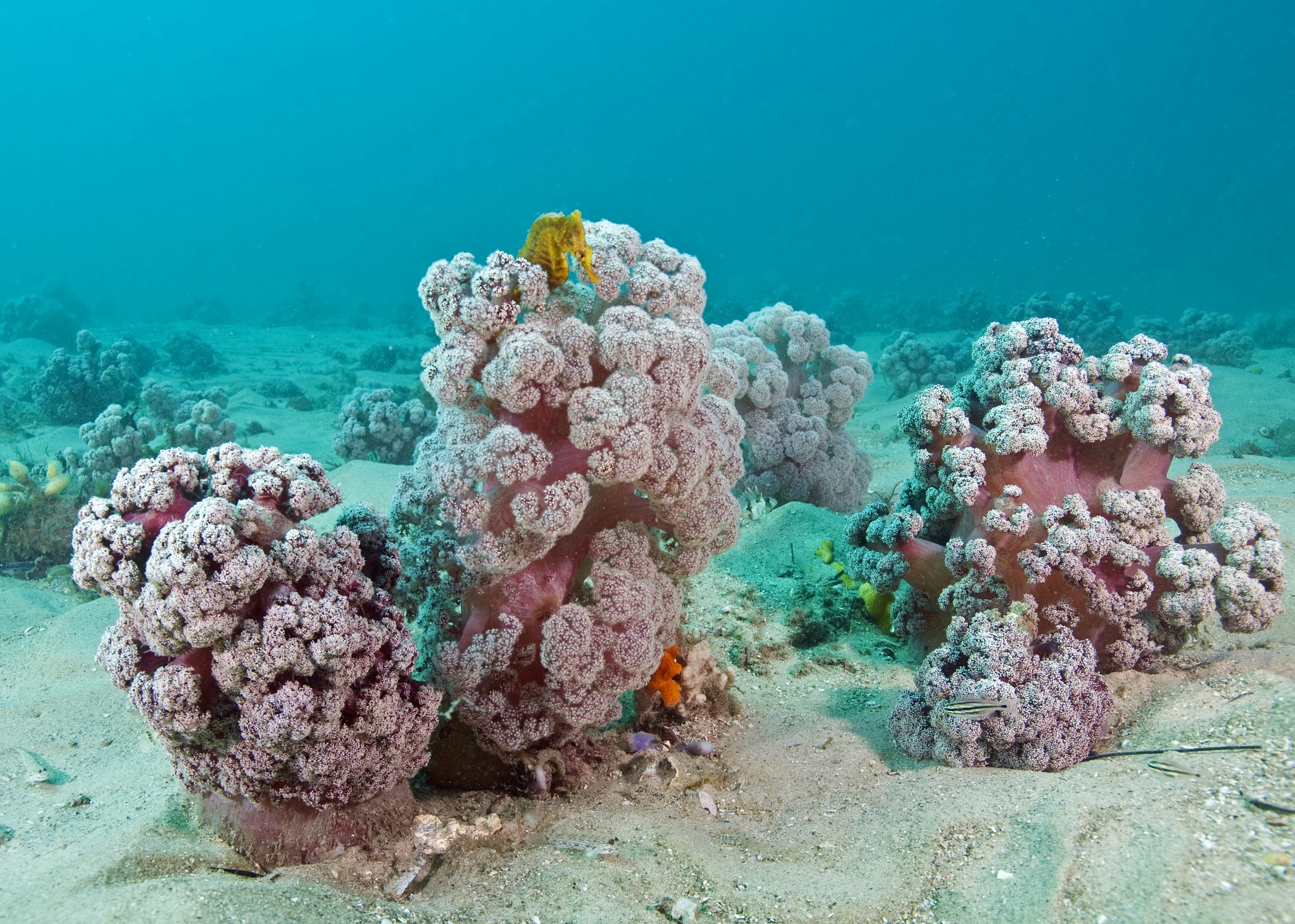 Understanding an endangered coral's sex life may save it from ...
