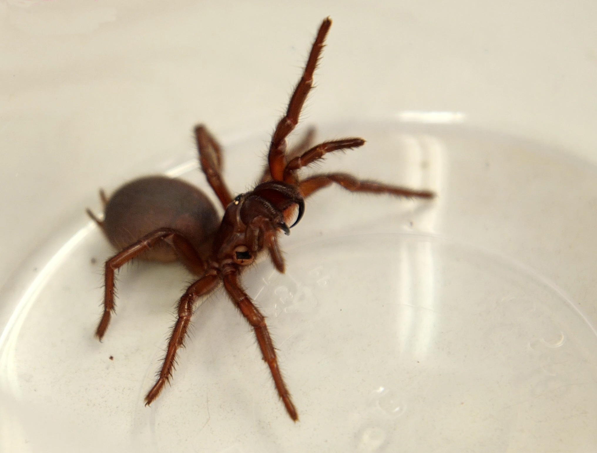 Spider venom heart drug a step closer - Scimex