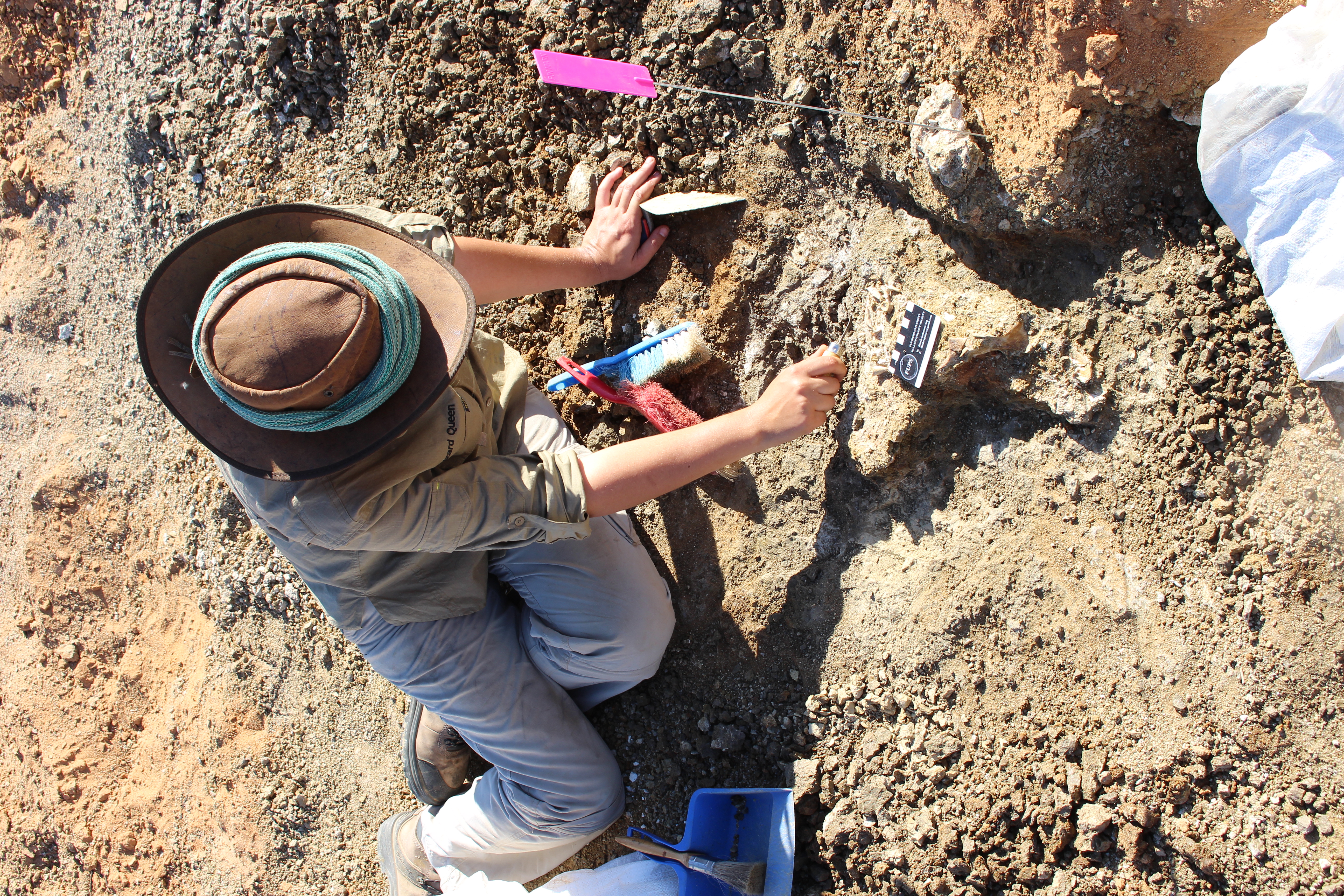 New Australian fossil lizard - oldest skink on record - Scimex