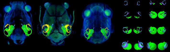 Bats turn evolutionary history on its ear - Scimex