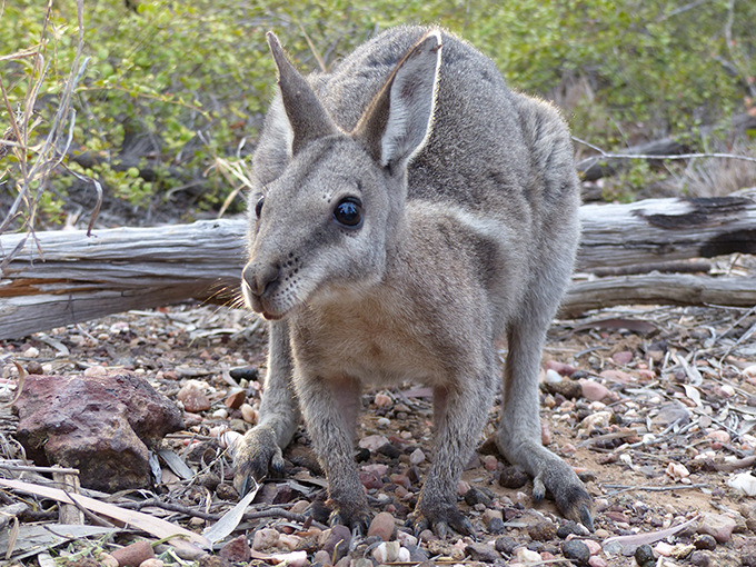 Endangered wallaby population bounces back after ferals fenced out - Scimex
