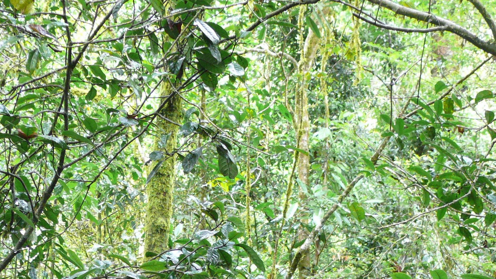 Ever wondered how many trees are on our planet? Now we have the answer ...