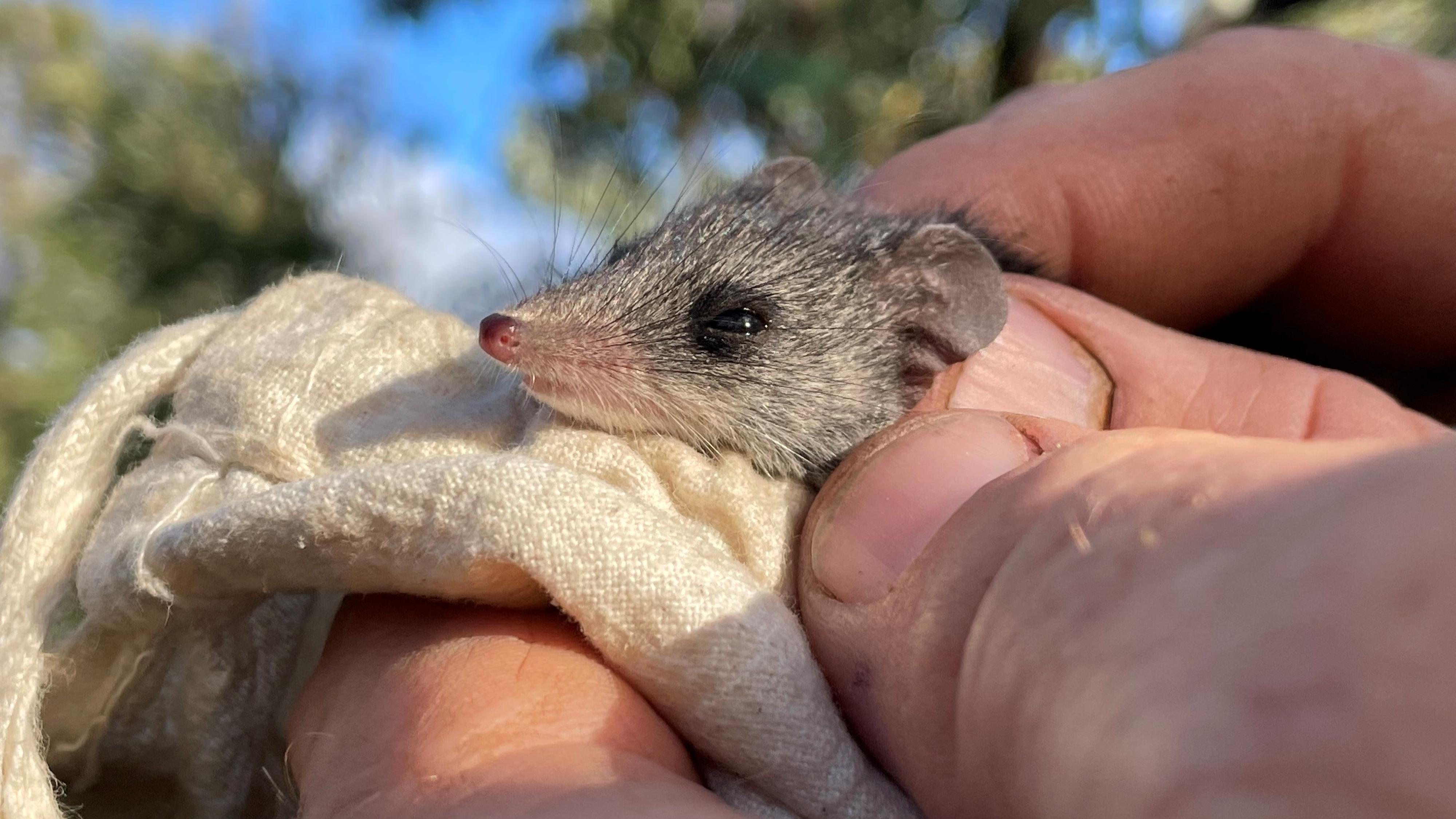 The Kangaroo Island dunnart is under an extinction-level threat from ...