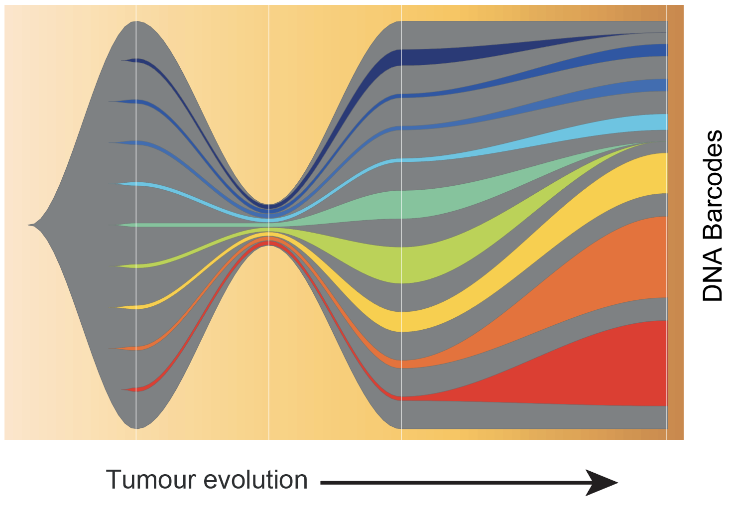 DNA barcoding reveals cancer cells’ ability to evade the immune system ...